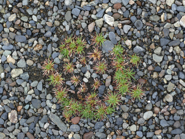 McGeoch – Research Group